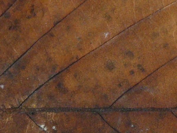 texture 0030 - Texturelib